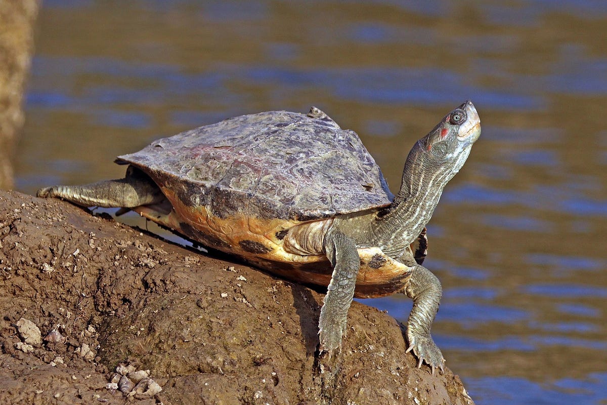 Evie Turtle. In the weeds of a lake under the big… | by Katie Lowe | Medium