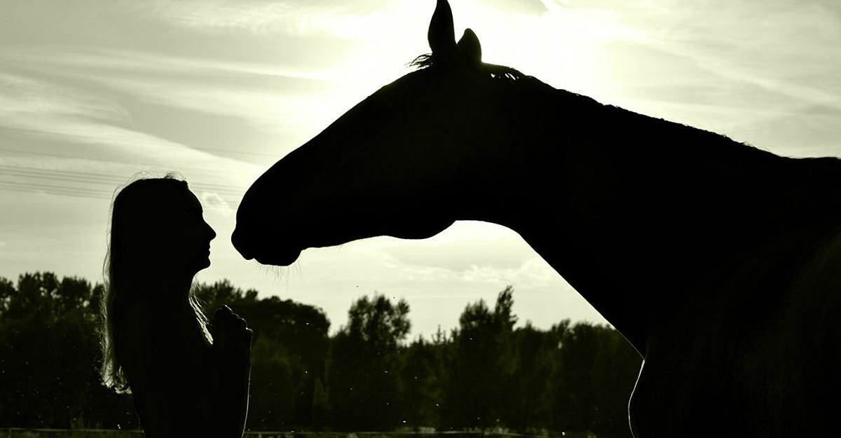 Down Syndrome Horse. JAYCEES HORSES FOR HEALING | by Jaycees Horses For ...