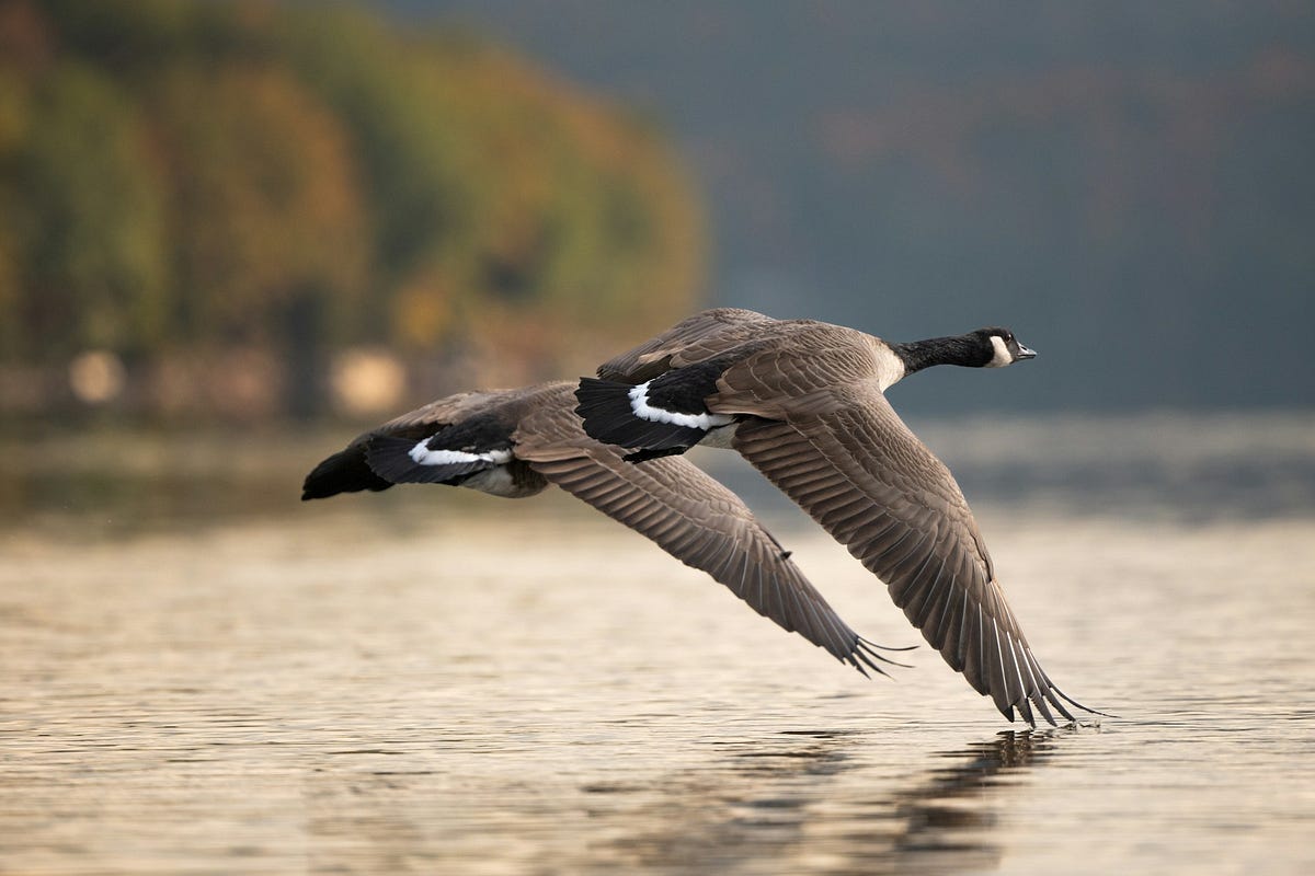 Bird Flu Outbreak Suspected in Lower Michigan as Hundreds of Wild Birds ...