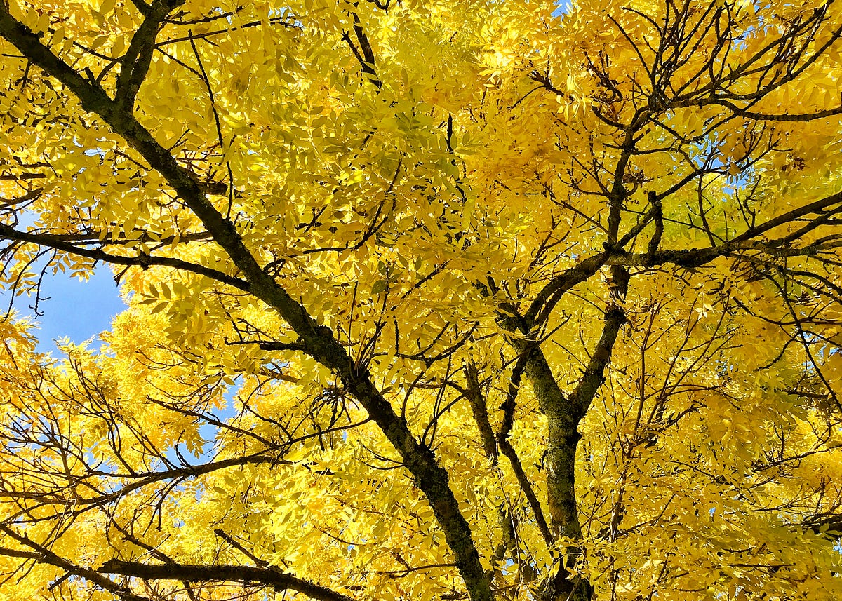 November Mustache Poem №9. The wind in the air blows into your… | by ...