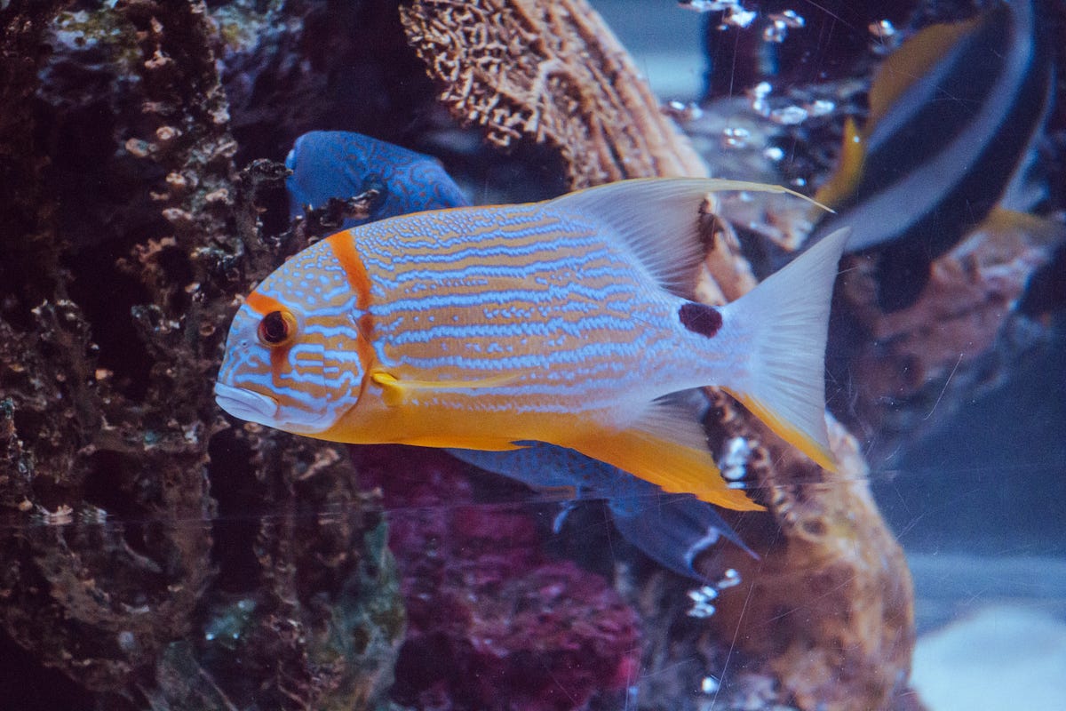 JavaScript Best Practices for Writing More Robust Code — More About Functions | by John Au-Yeung ...