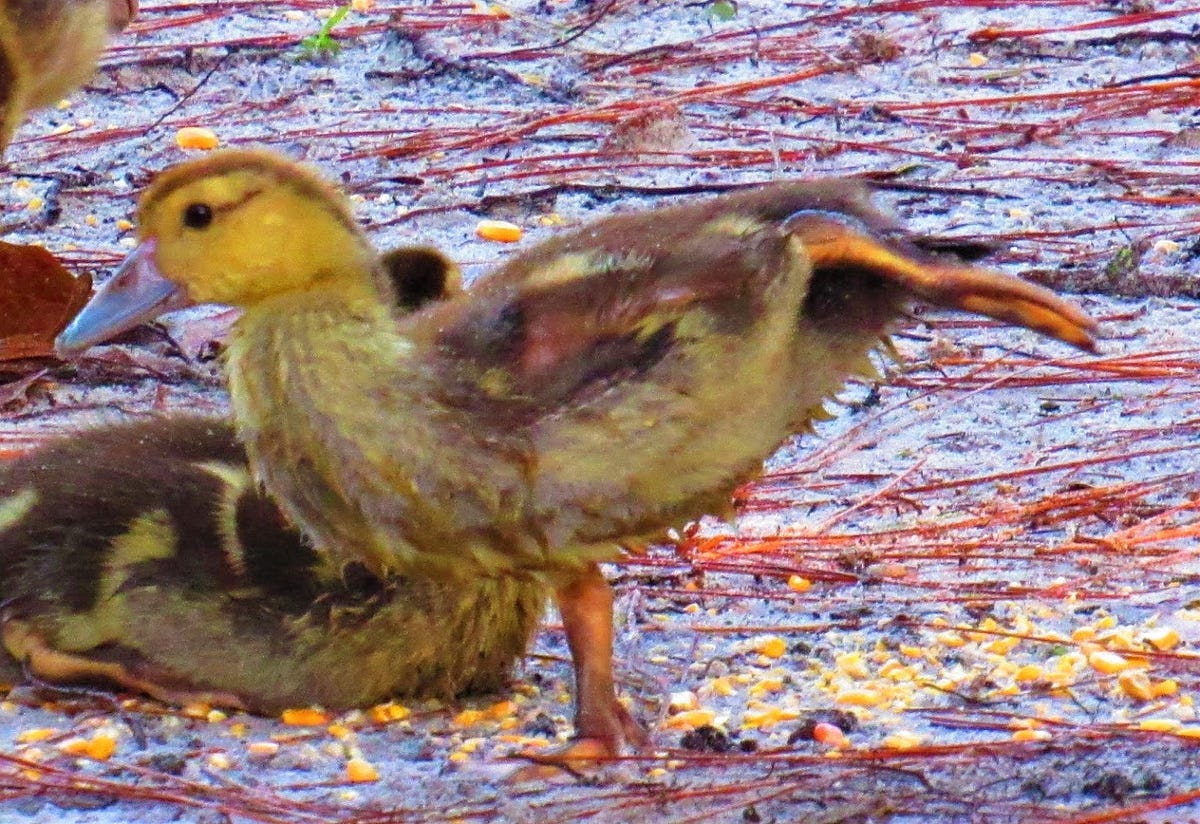 A Ducky Week. Lake life | by Dennett | SNAPSHOTS | Medium