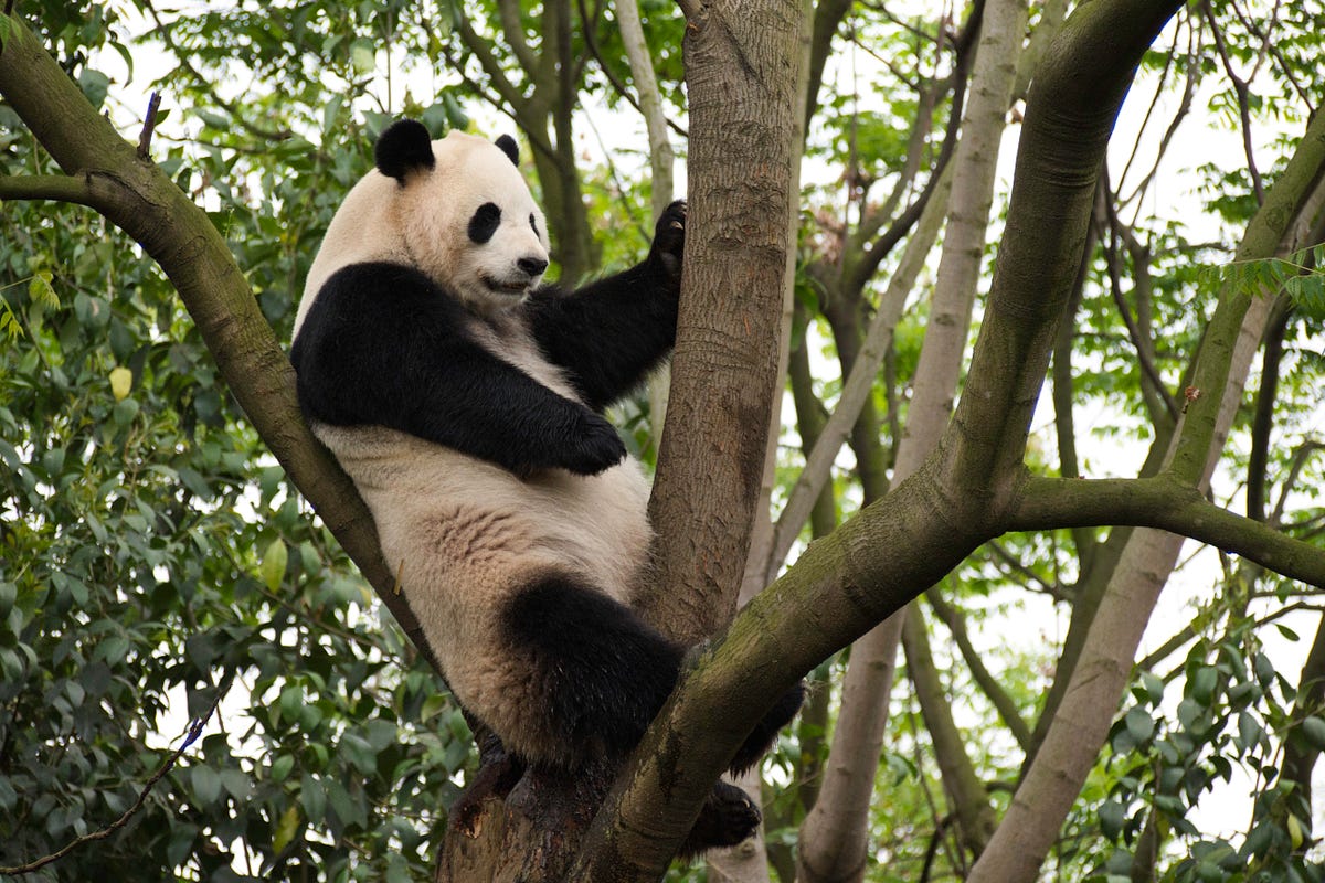 How I Used Pandas To Automate Cleaning Excel Files With Python Analytics Vidhya