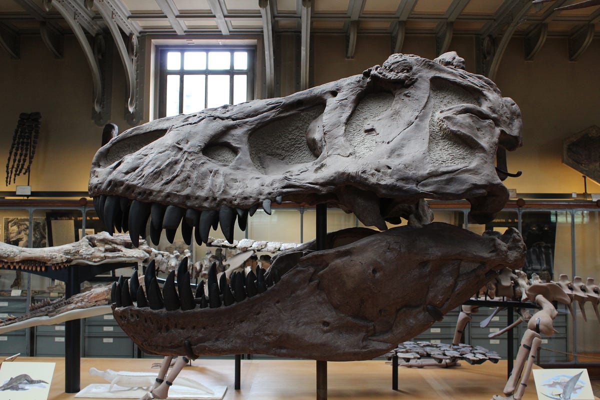 Intact Corpse Of 100 Million-Year-Old Dinosaur Discovered In Remarkable ...