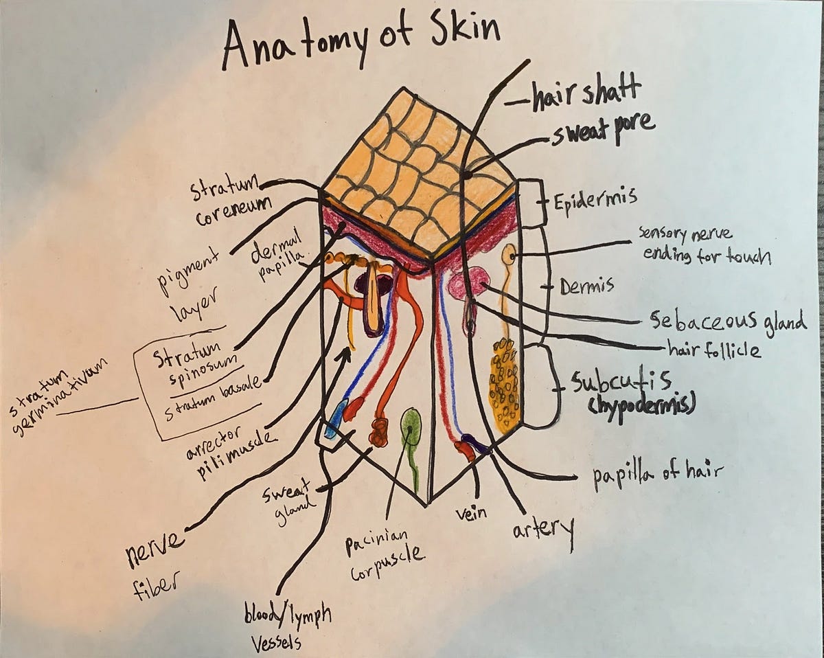 The Brief Anatomy of the Skin. The skin is an important organ that ...