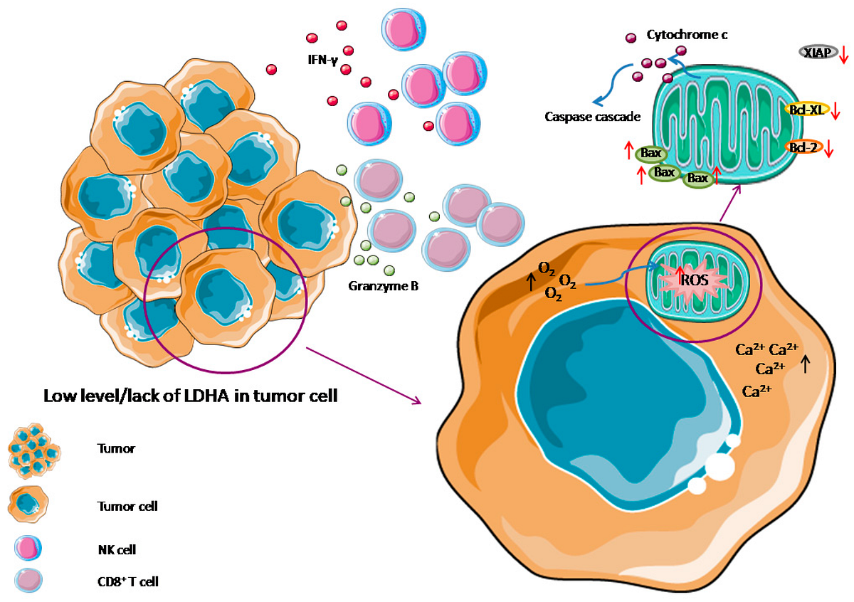 Shifting Paradigms in Cancer Treatment: Targeting LDHA and GOT1 for ...