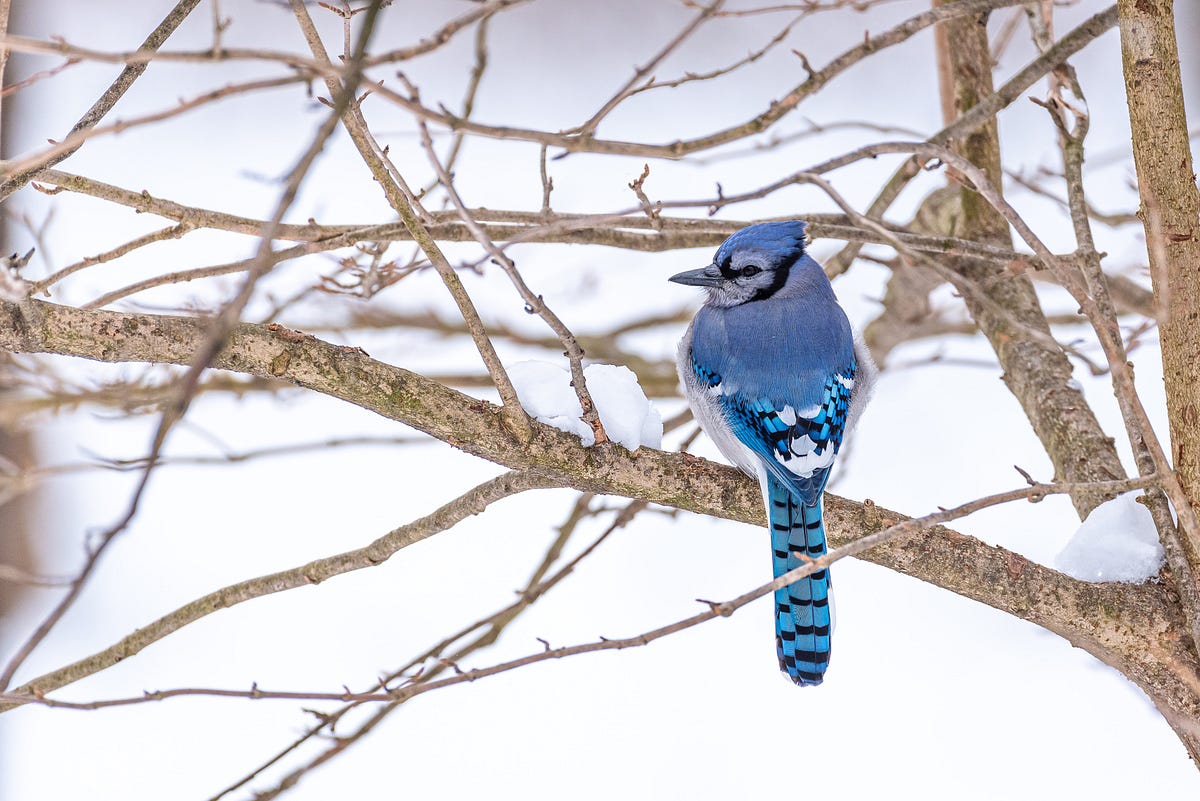 Beyond the Blue: Unveiling the Fascinating World of Blue Jays | by ...