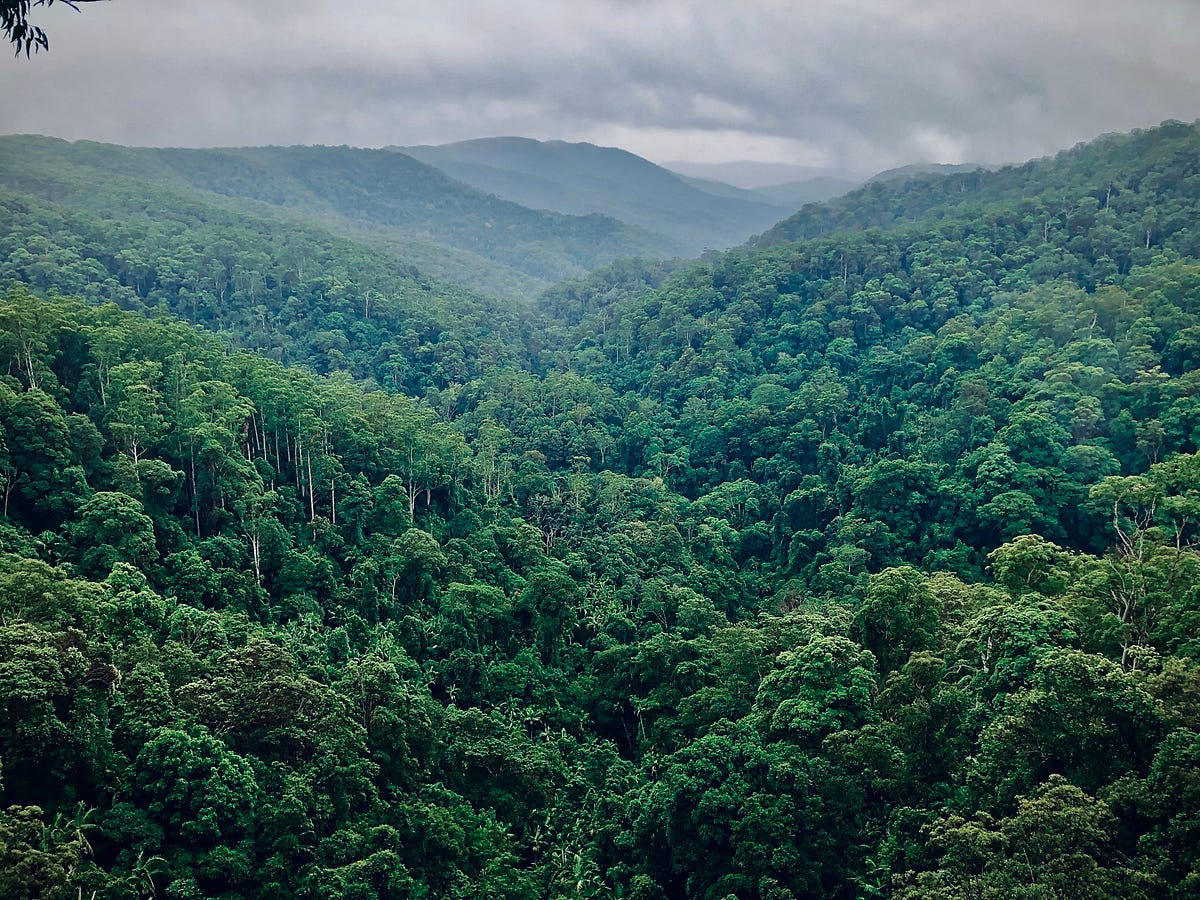 The World’s Largest Forest. 🌳Is the Amazon Rainforest really the… | by ...