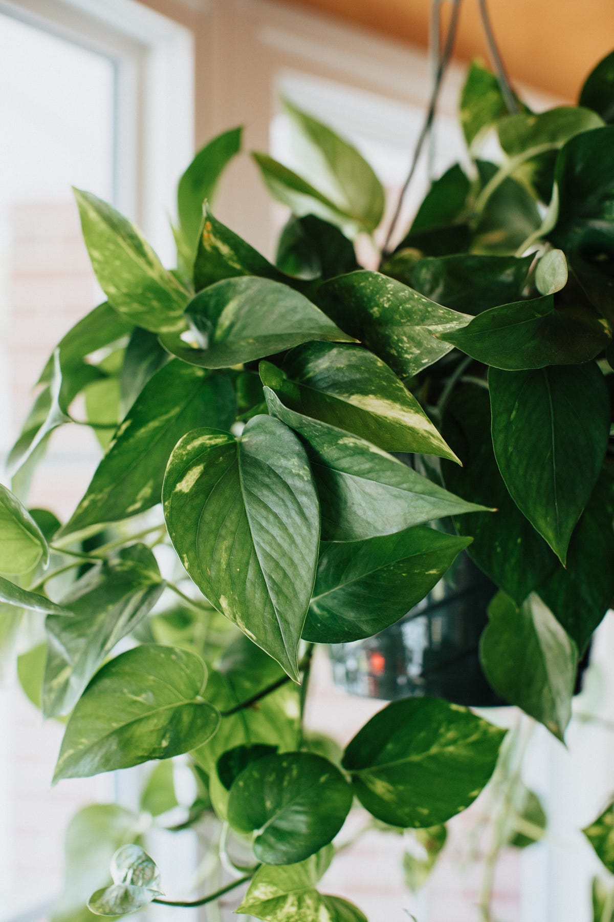 Best Houseplants To Propagate — And How To Do It! (With Photos) | by Brandon Bradley | Medium