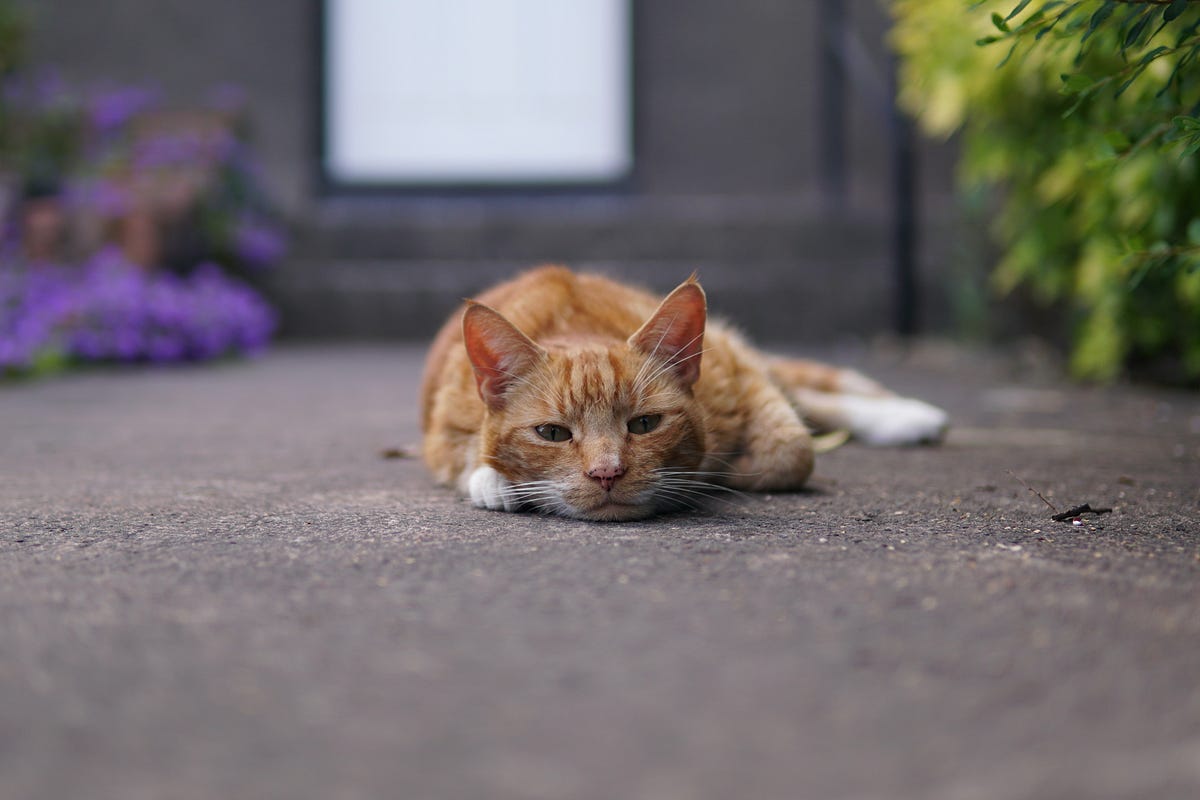Can’t be Arsed with Doing Nothing | by Graham Lilley | Bouncin’ and ...