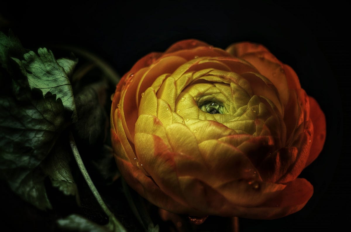 In Conversation: Bella Meyer of FleursBELLA | by The Jewish Museum ...