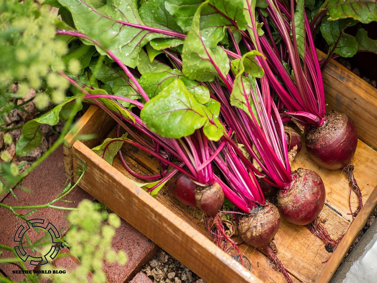 The 14 vegetables with the most nutrients | by Nelly Doretha | Medium