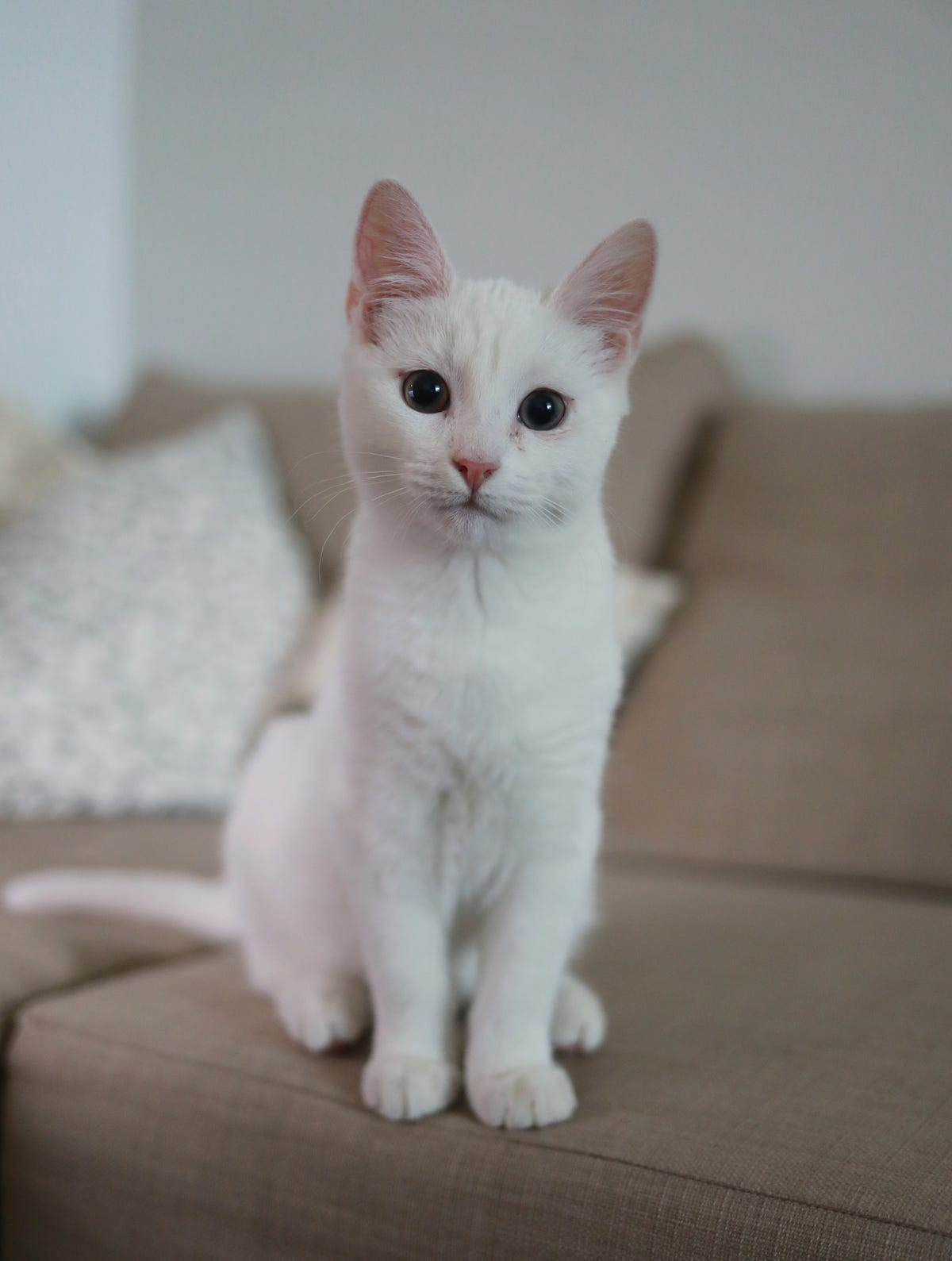The Art of Begging: How Cats Master the Pleading Look | by Anna ...