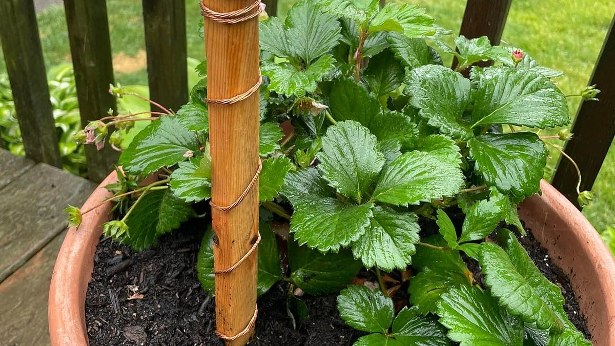 Electroculture Gardening: Shockingly Good for Your Plants | by Marcie ...