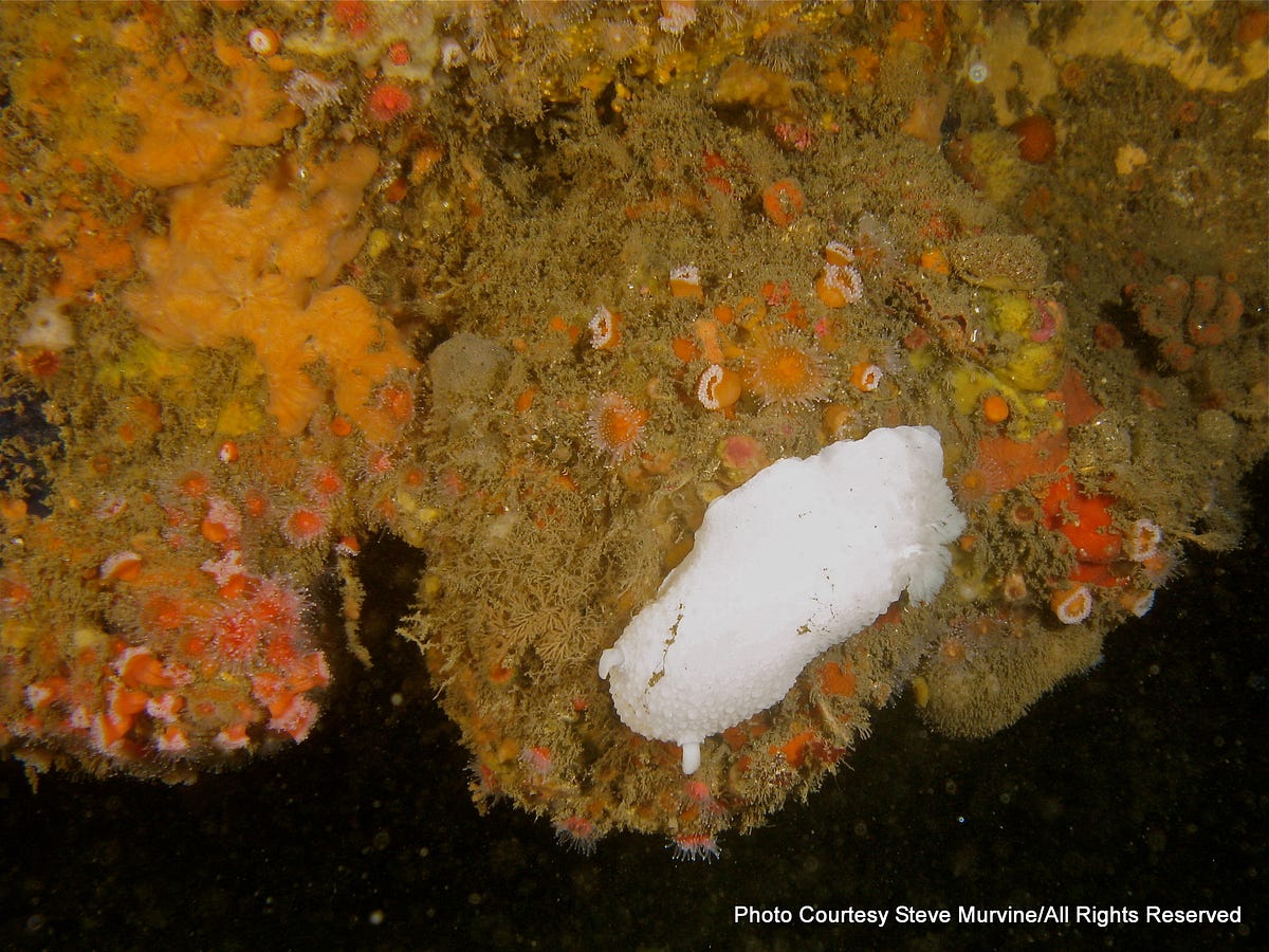 Steve Murvine: White Dorid | by Michael Bear | Rapture of the Deep | Medium
