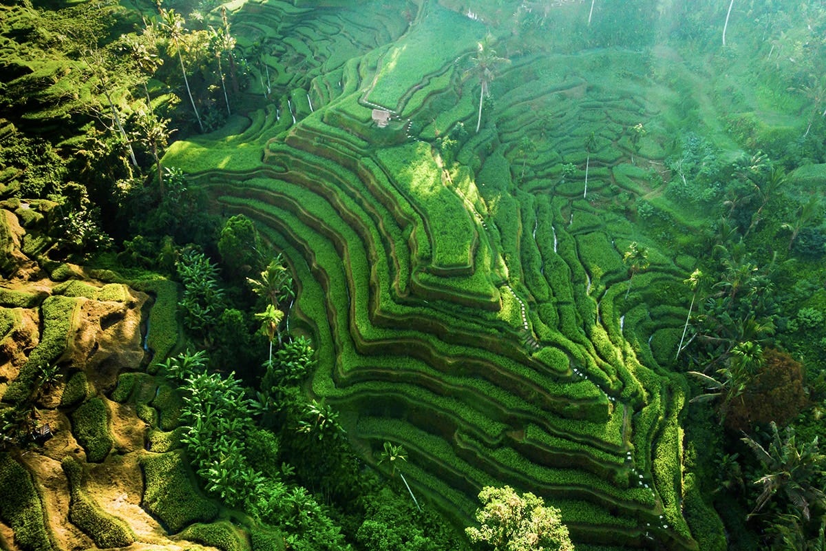 How I used Google Maps to help a rice business grow in Bali | by Alexis ...