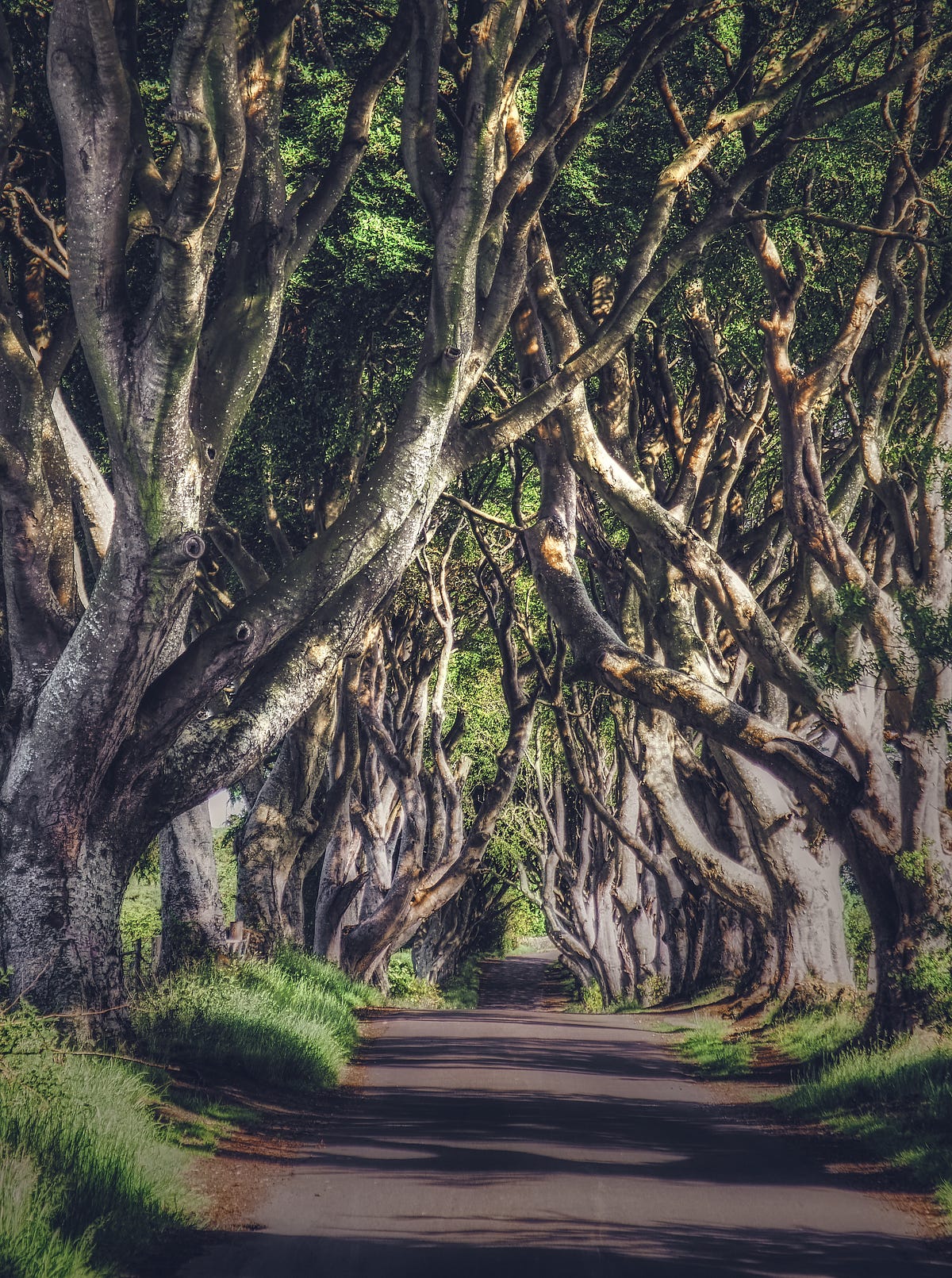 Discover the Unique Facts About the Deciduous Hedge | by Jennerbella ...