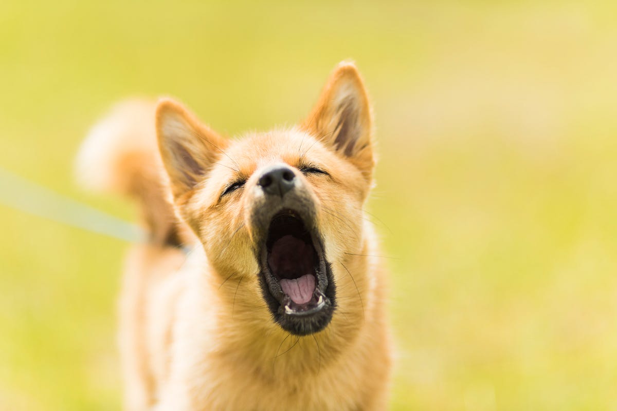 Karma is NOT A Female Dog. It is the phenomenon of tools of… | by ...