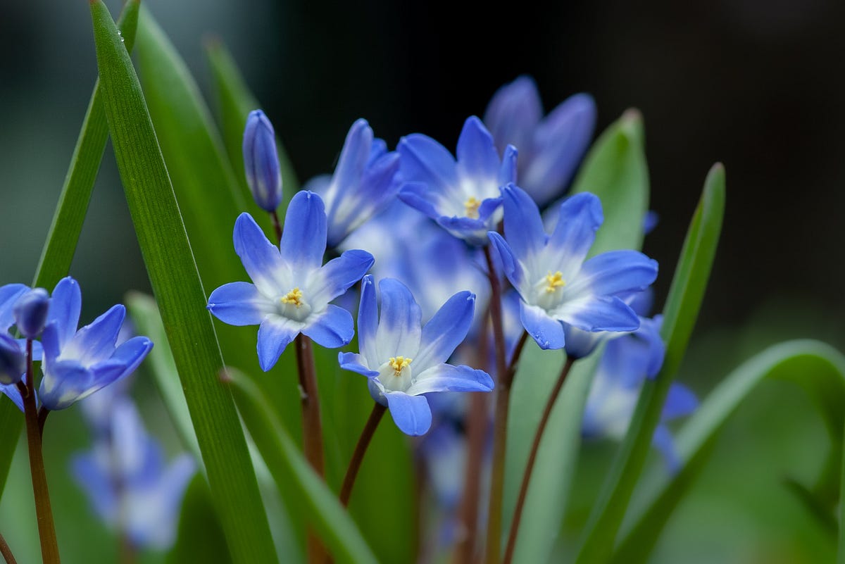 Blue Kiss - Knowing Muse - Medium