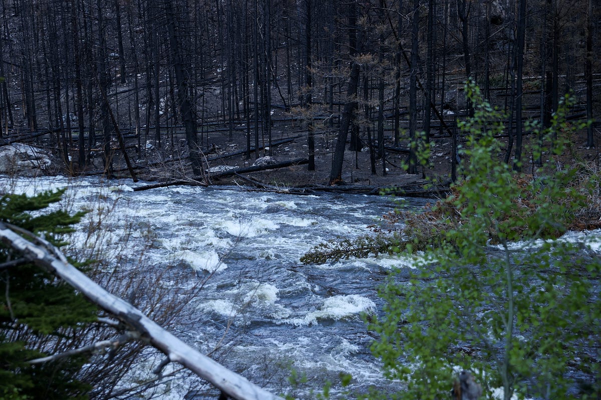 A Guide To Help Burn Areas In Northern Colorado | by Andrew Clucas ...
