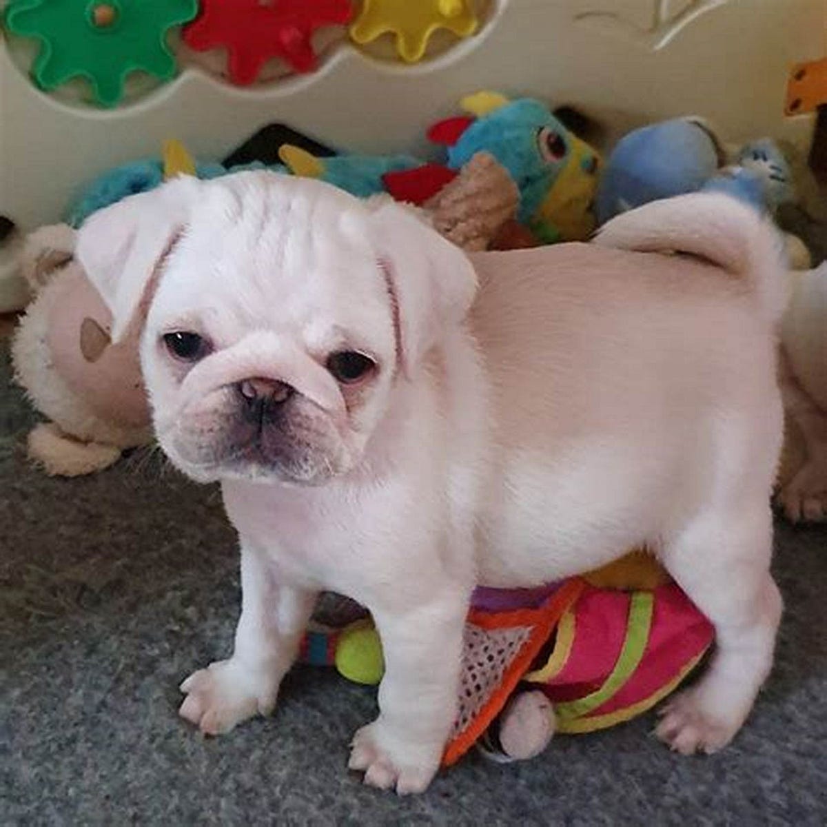 Pug Puppies for Sale: Affordable Companionship Within Reach | by ...