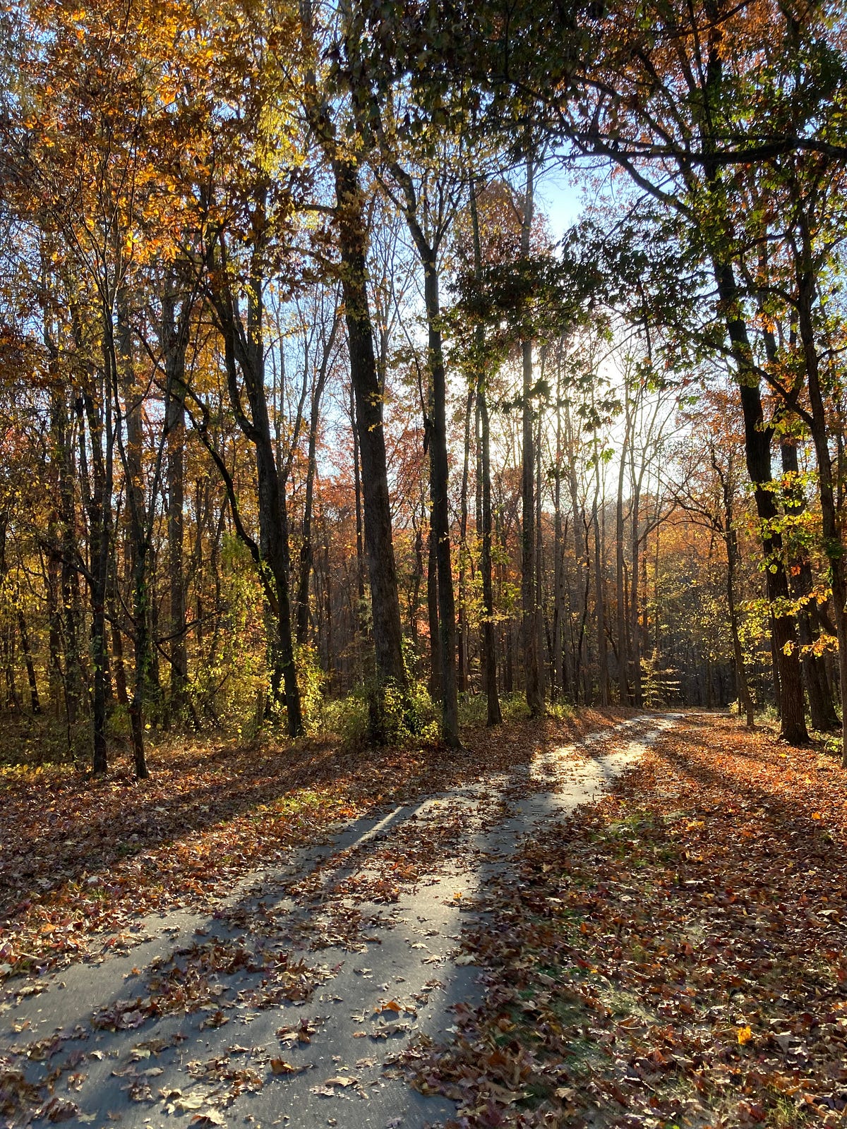 Signs of the Season: Let Go Through the Archetype of Initiation | by ...