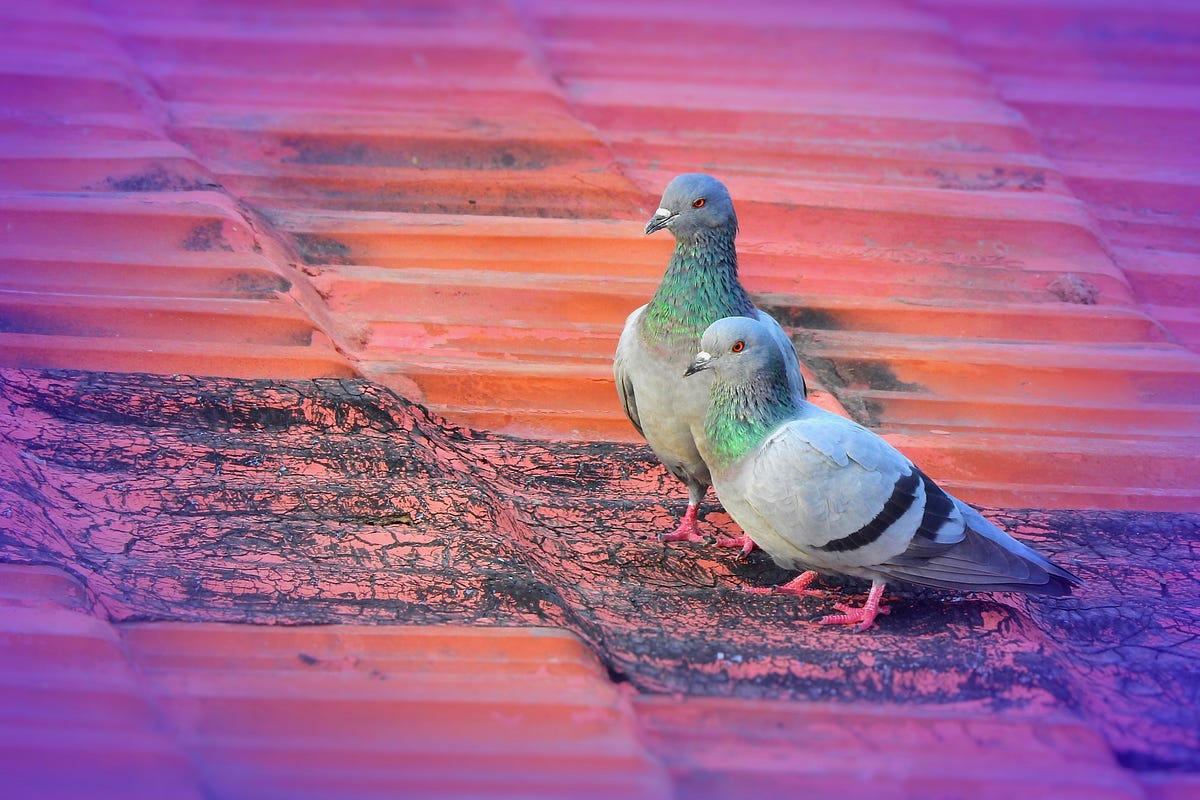 Dove. A Poem Dedicated to You | by Diane Twineheart | Scribe | Medium