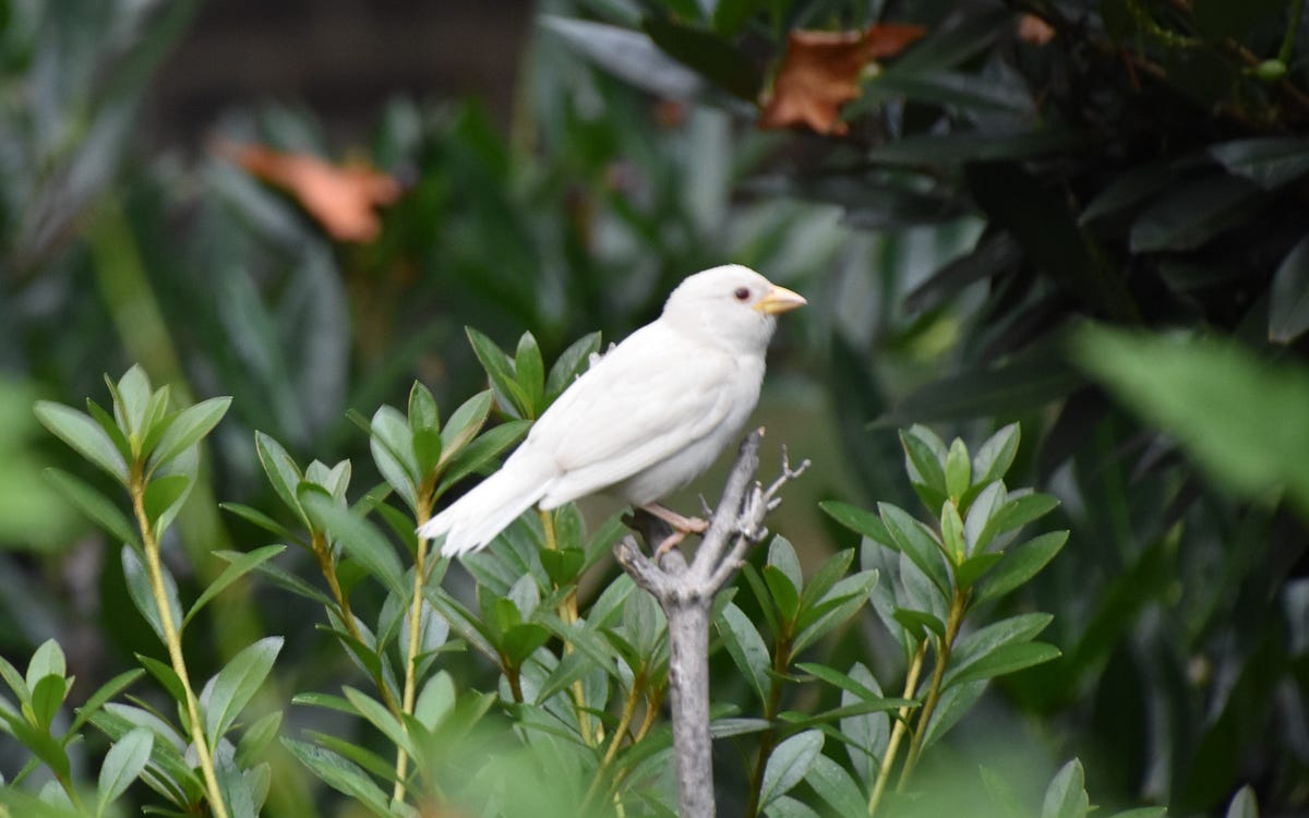 11 White Birds in Florida You Need to Identify (With Photos) | by ...