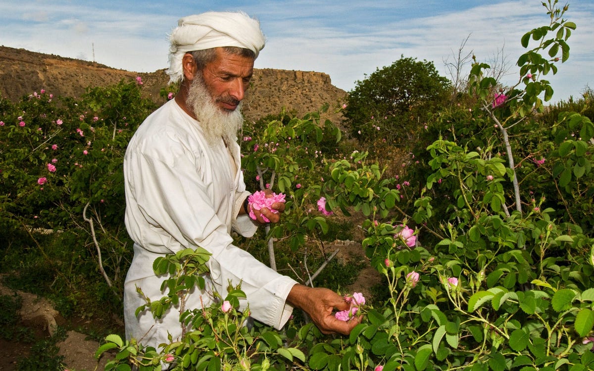 Oman in Bloom: Witnessing the Desert Spring | by Mountain Valley Holiday | Medium