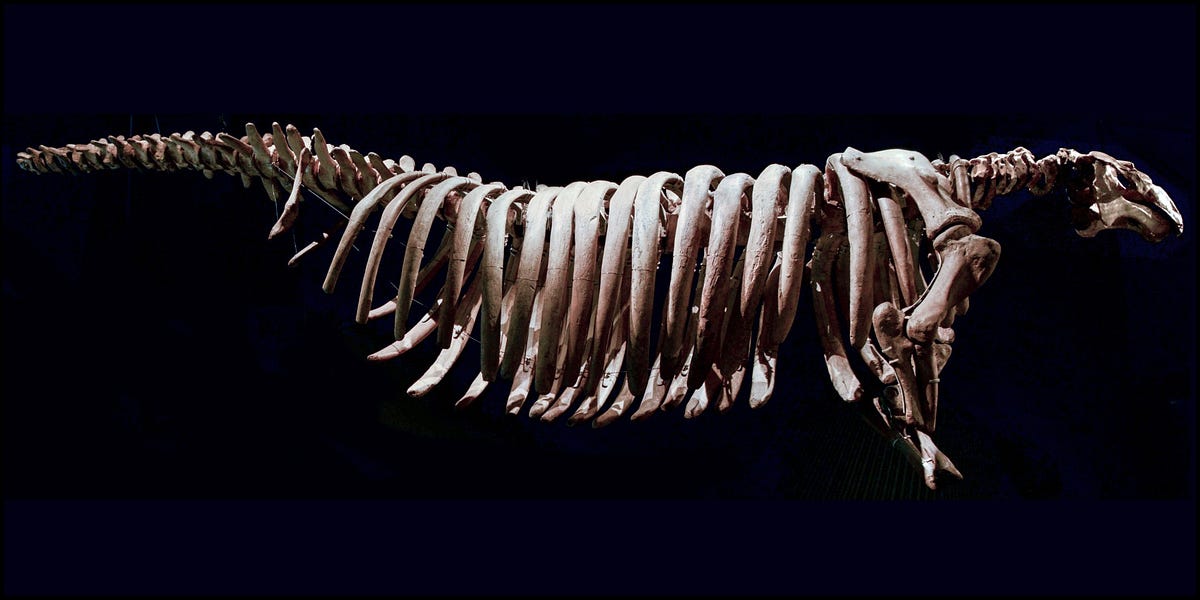How sea cows survived in the Arctic | by eLife | Life on Earth | Medium
