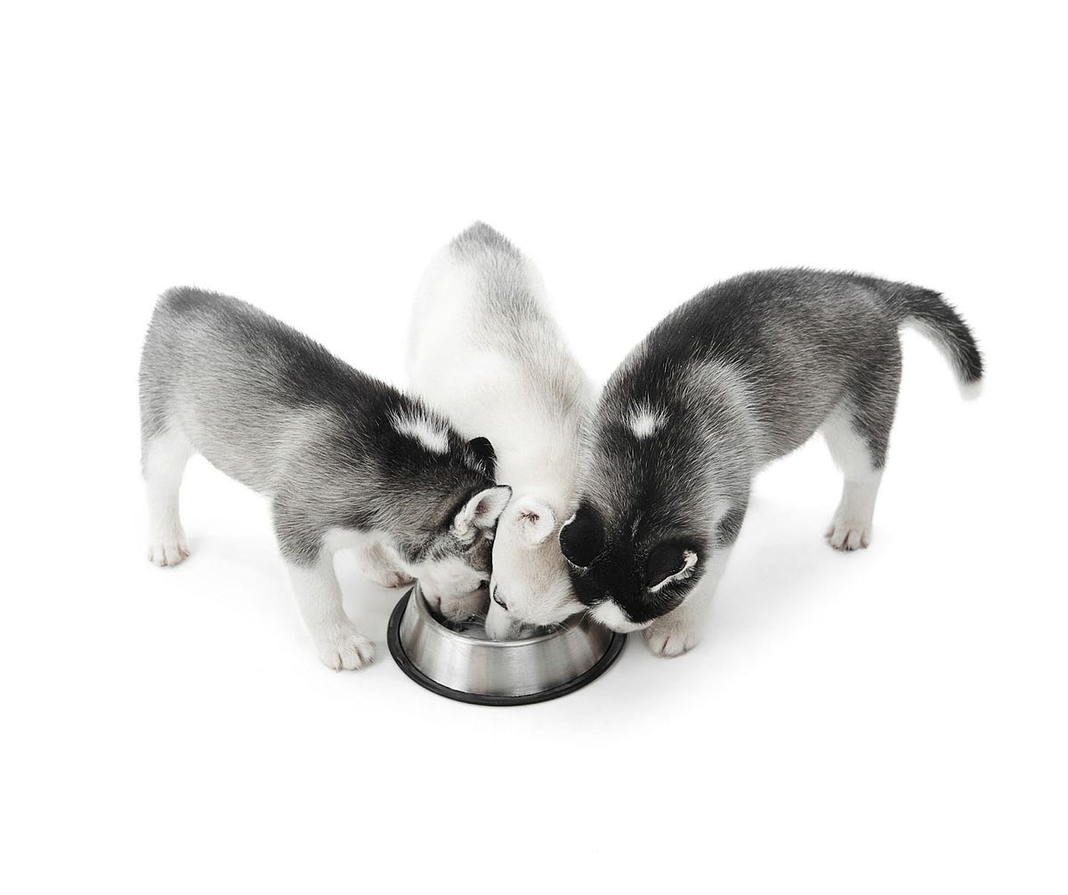 BENEFITS OF HOME COOKED FOOD FOR DOG | by Pawnation | Medium