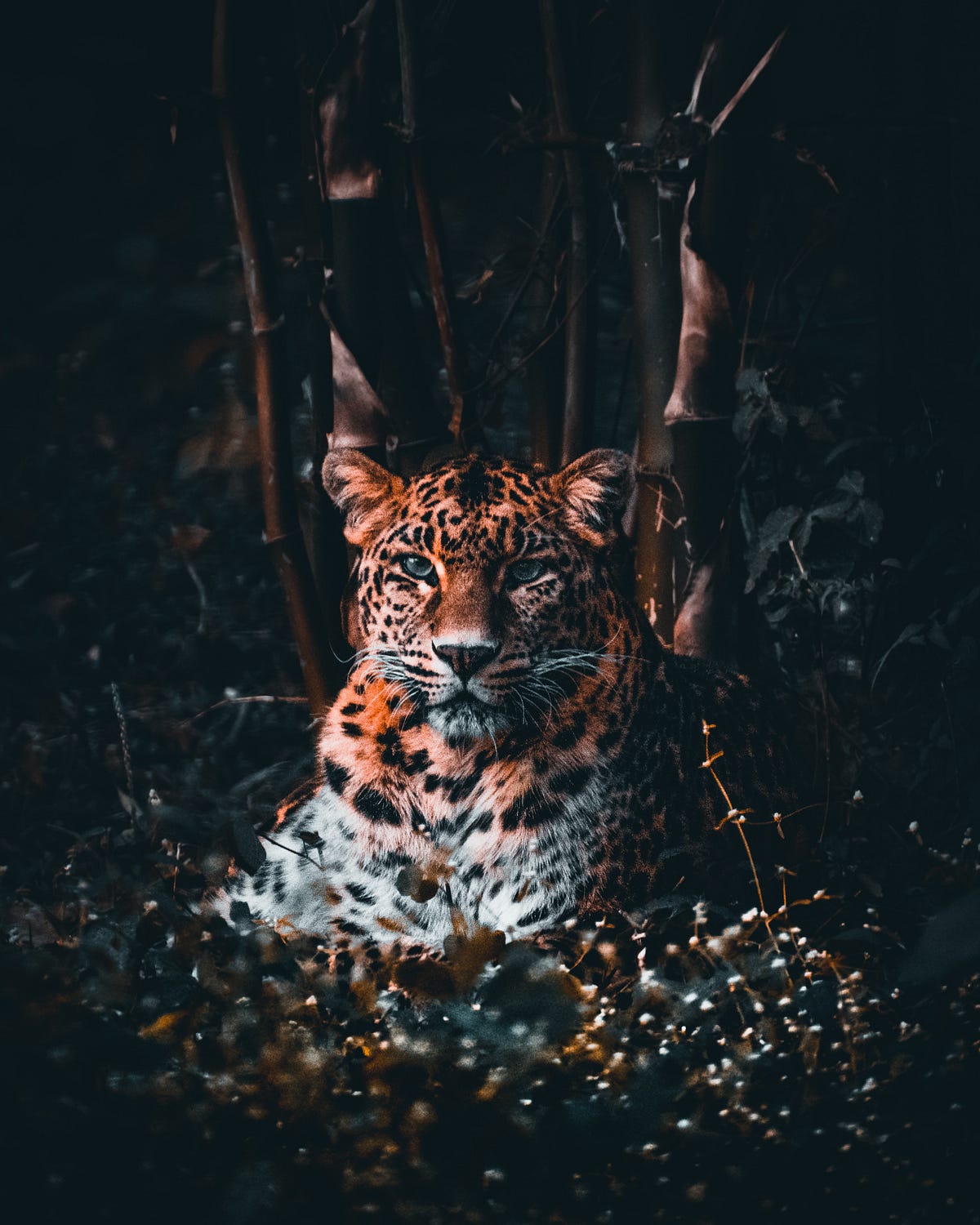 Queen Pantera. part 1 | by Story World | Nov, 2023 | Medium