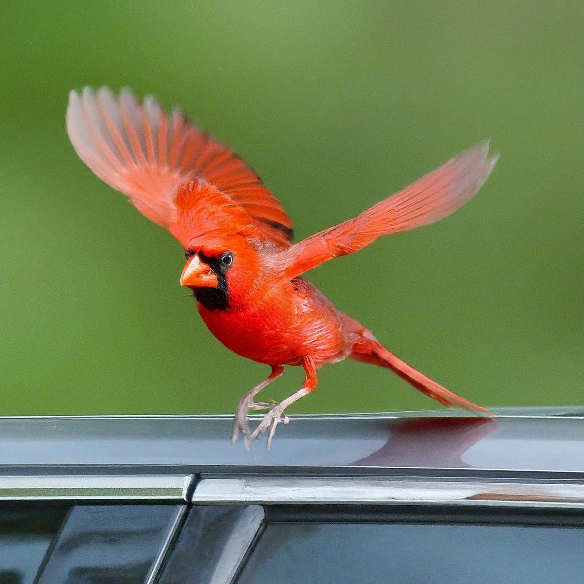 Cardinal Connections: Cardinal Connections: How to Support Grieving ...