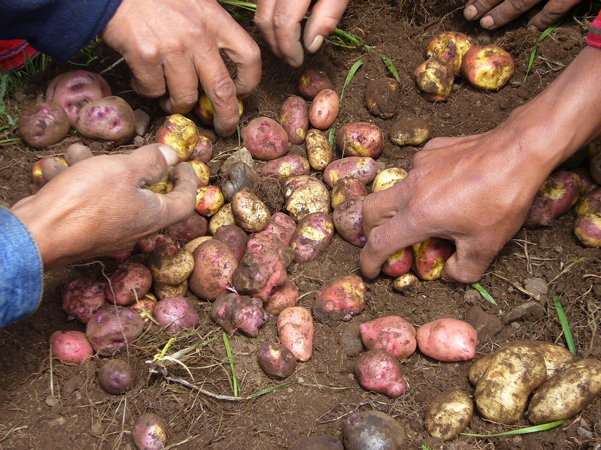 5 Successful Experiences of Potato Seed Production in the Andes | by ...