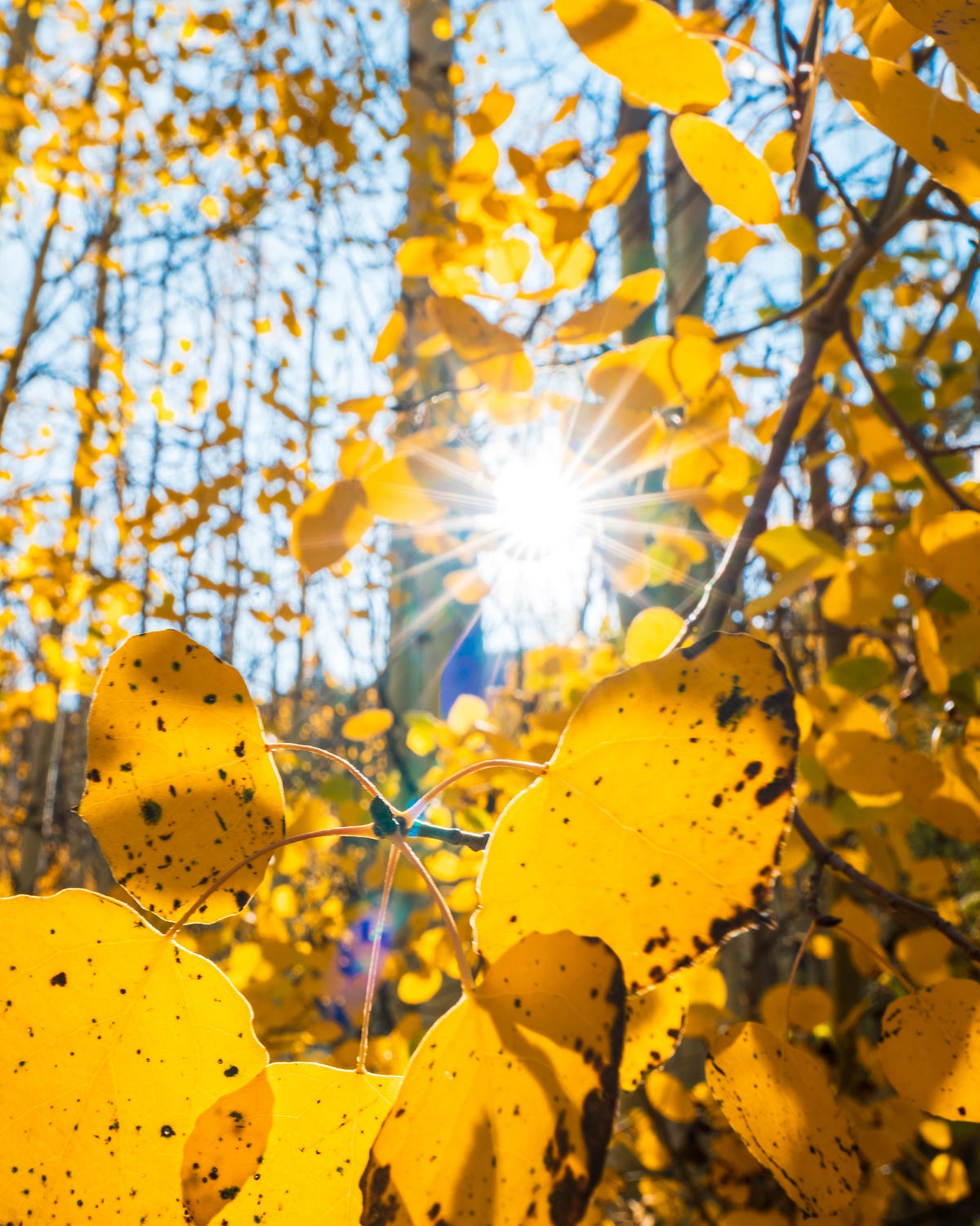 Raining Gold from the Heavens Above | by Warren "Storyteller" Brown ...