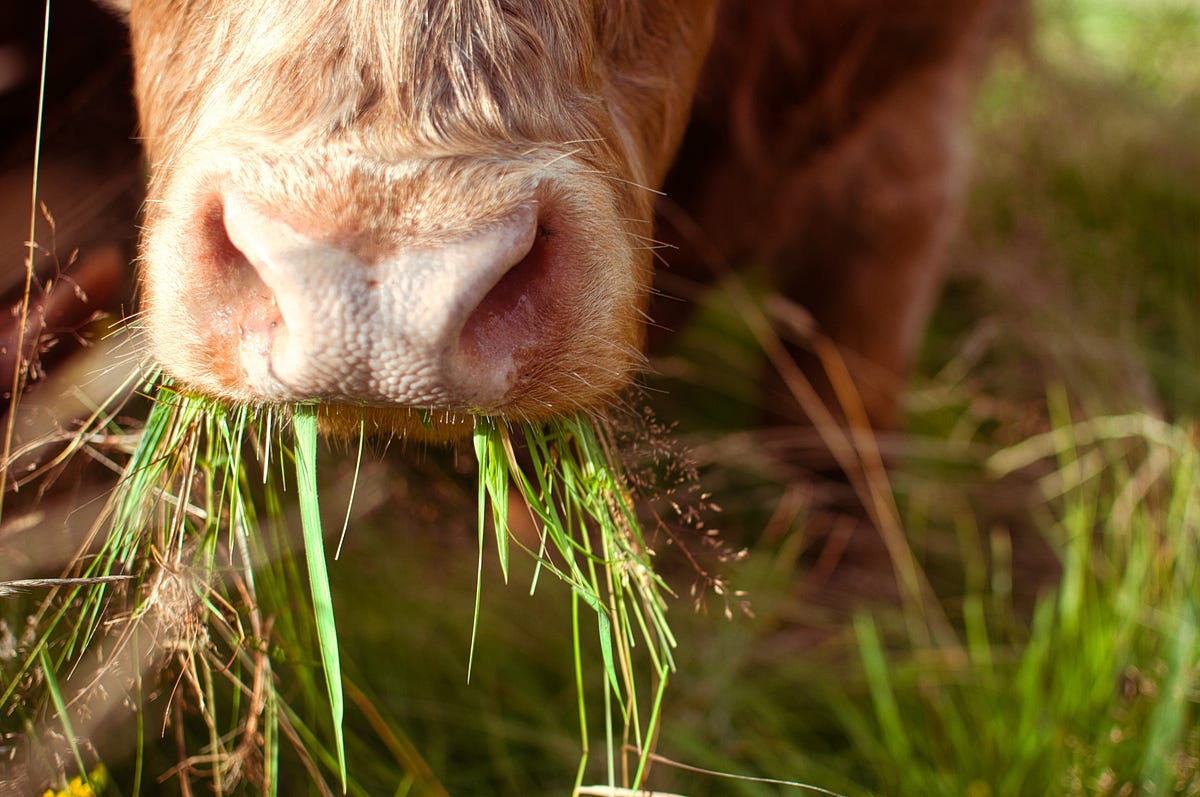 Cow methane comes from burping, not farting. | by Julien Delfosse | Apr ...