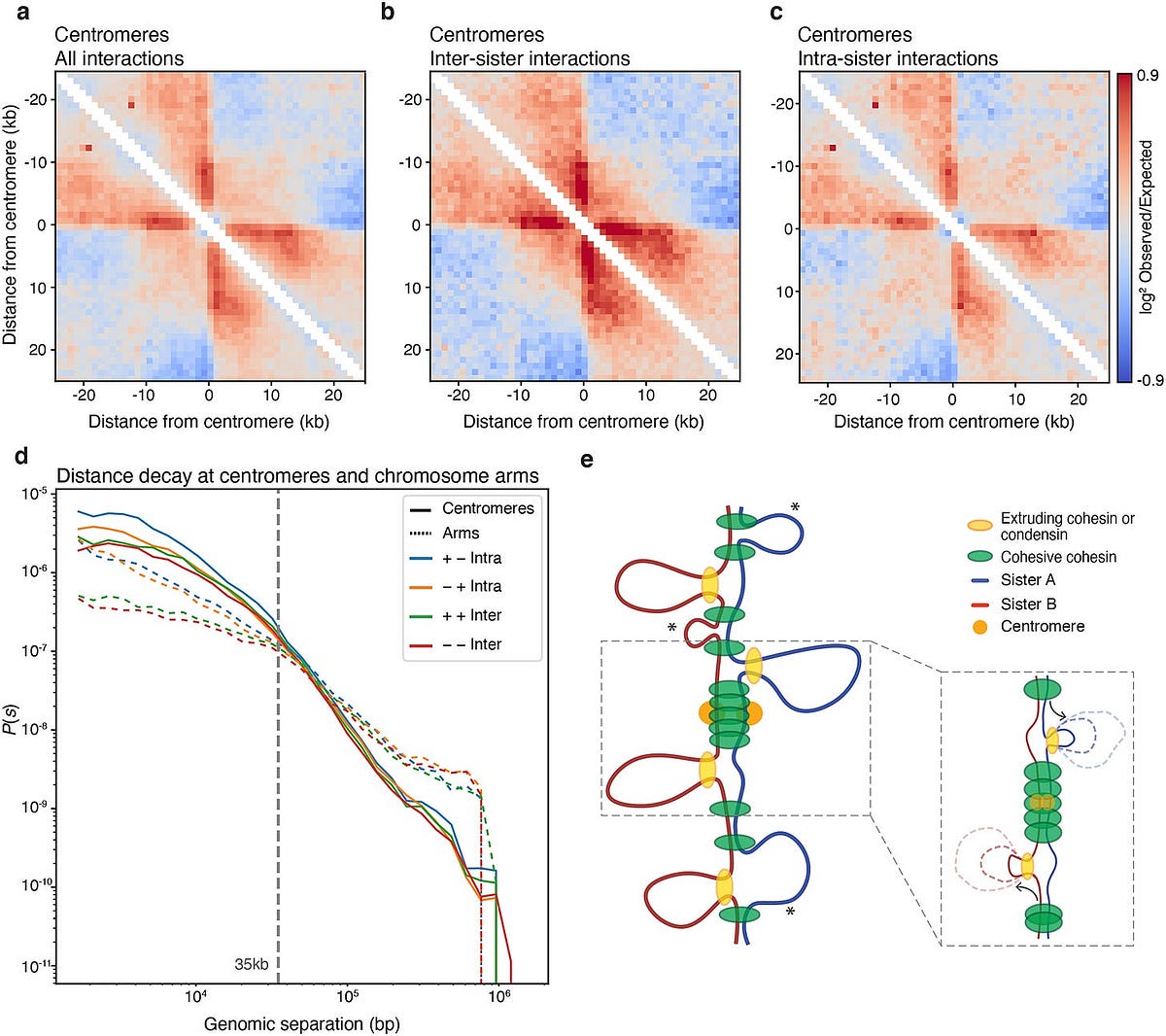 Detecting chromatin interactions between and along sister chromatids with SisterC | by Axial ...