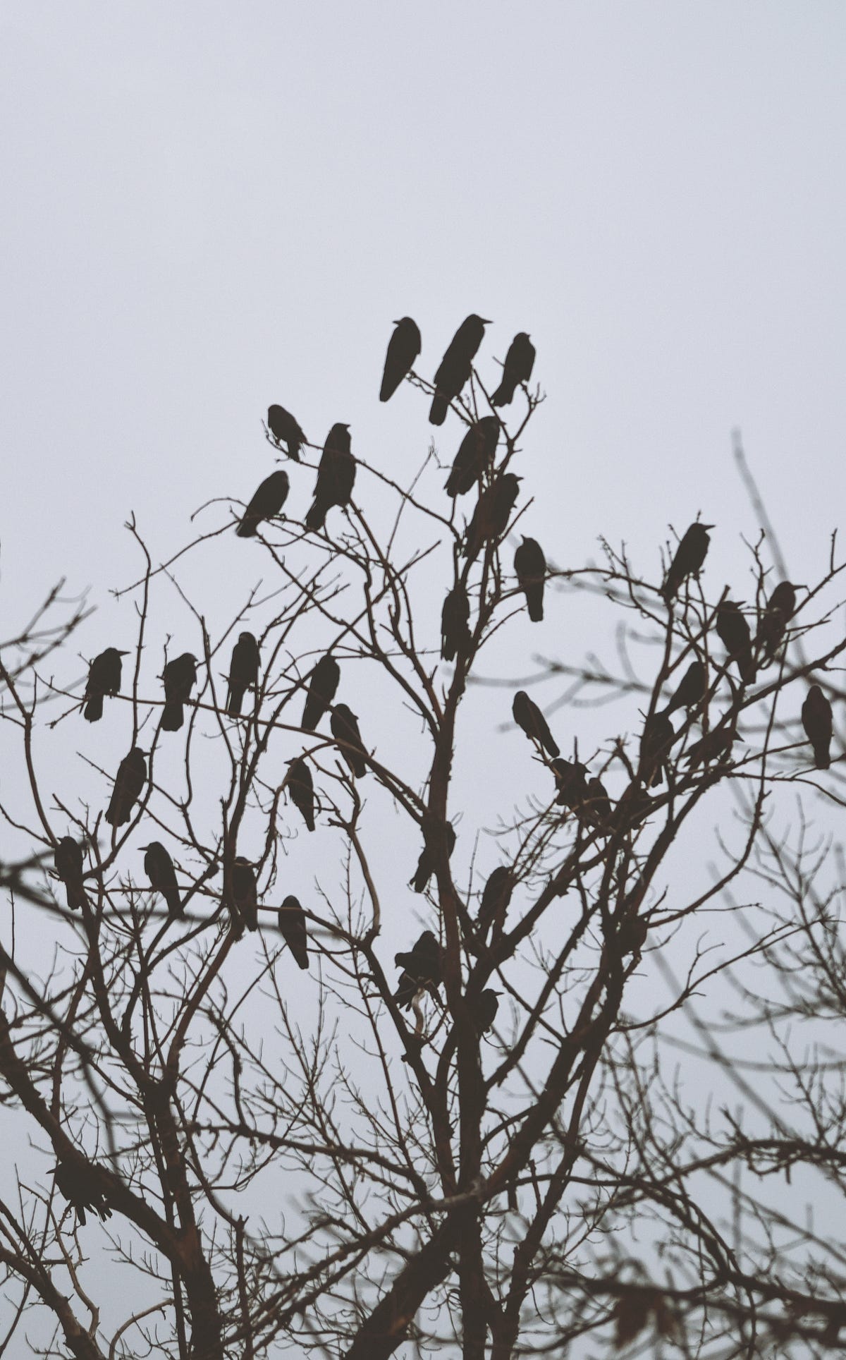 Birdshot Grief. A poem about befriending crows and… | by Jen D. Clark ...