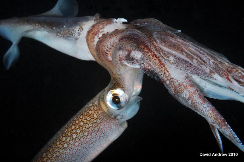 David Andrew: Squid Mating | by Michael Bear | Rapture of the Deep | Medium