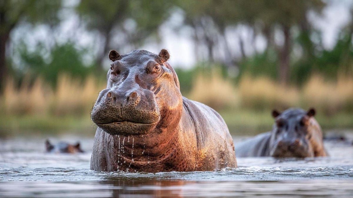 The Ultimate Guide: Can Hippos Actually Swim? Revealing the Aquatic ...