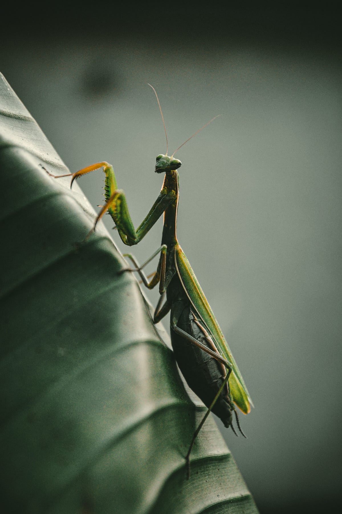 Api Load Testing For Enterprise App With Python Based Locust By Debolina Affinityanswers