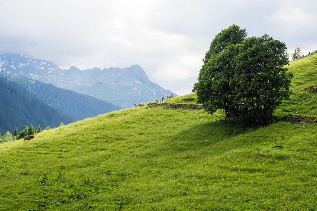 How Green are Your Pastures?. Keeley’s July Prompt #5 Is the grass ...