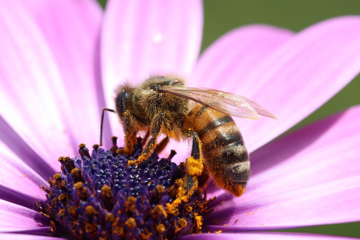 What are the threats to pollinators and how they can be conserved? | by ...