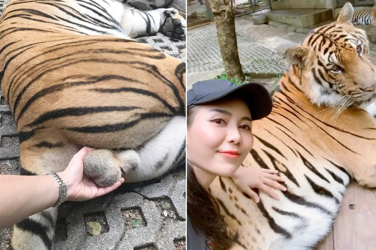 8 Animals With Big Balls and Their Pictures | by Animal of Things | Medium