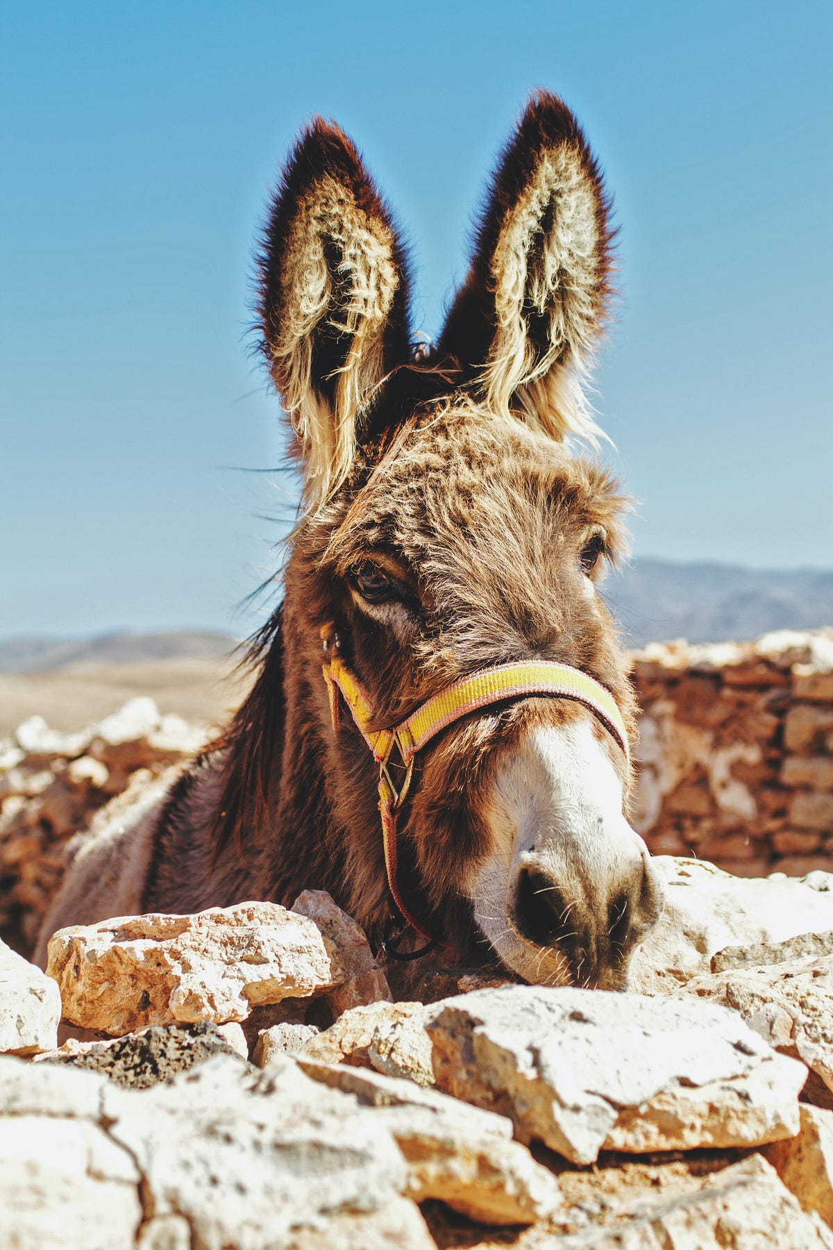 The Fable of the Donkey and the Tiger: Can we relate it back to ...