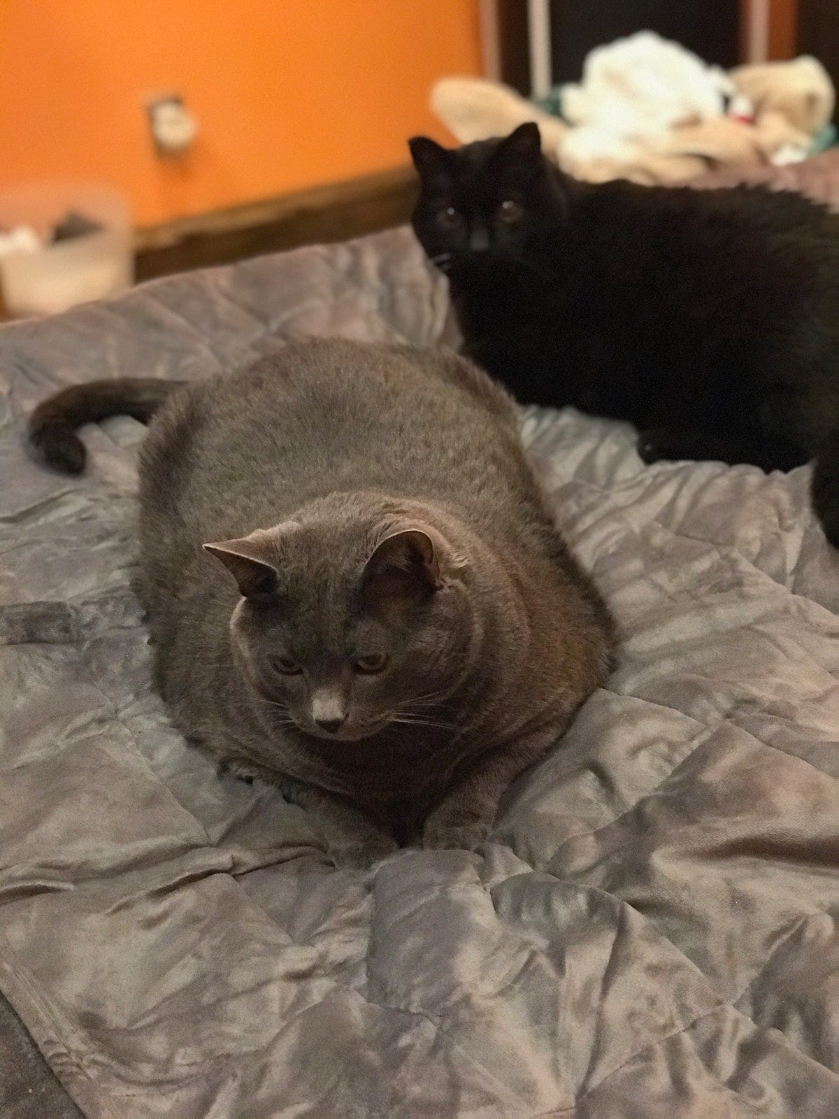 The Purr of Heaven: Our Pets and the Afterlife | The Shadow