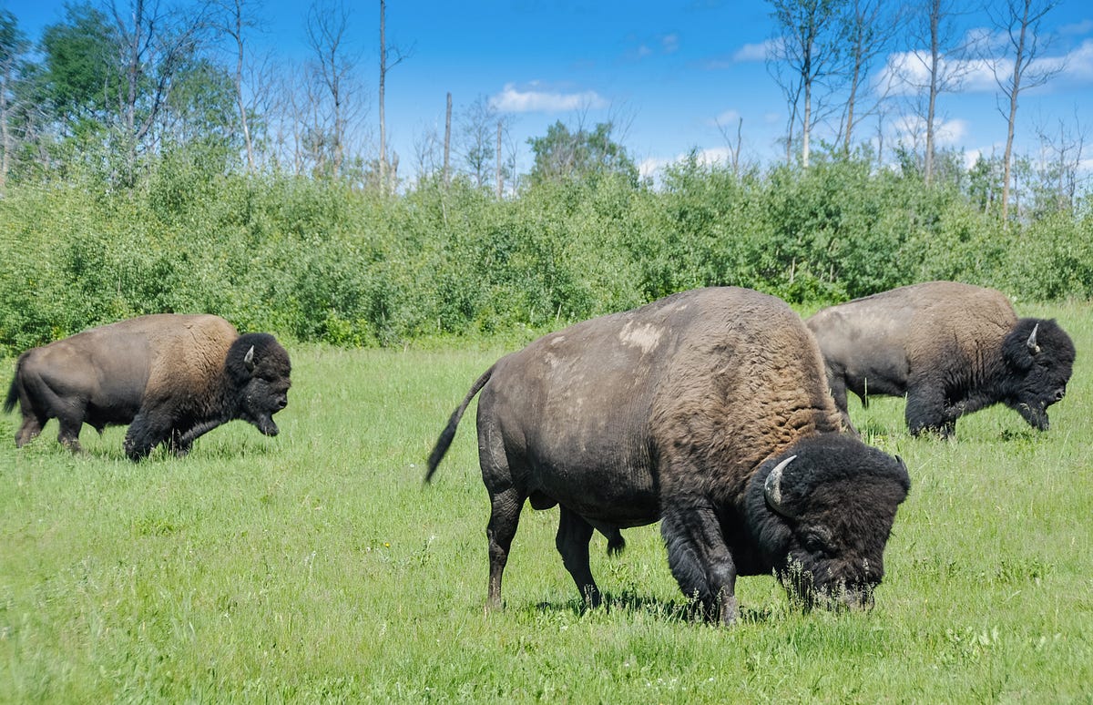 20 of Canada’s wildest animal encounters | by The b | The b | Medium