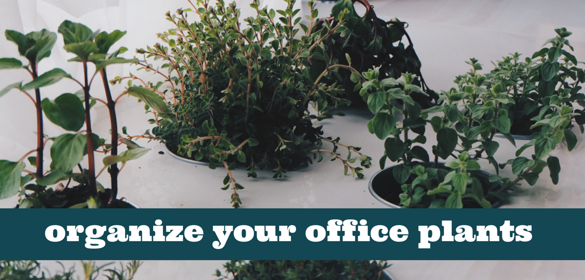 How to Organize Your Office Plants for Better Productivity | by ...