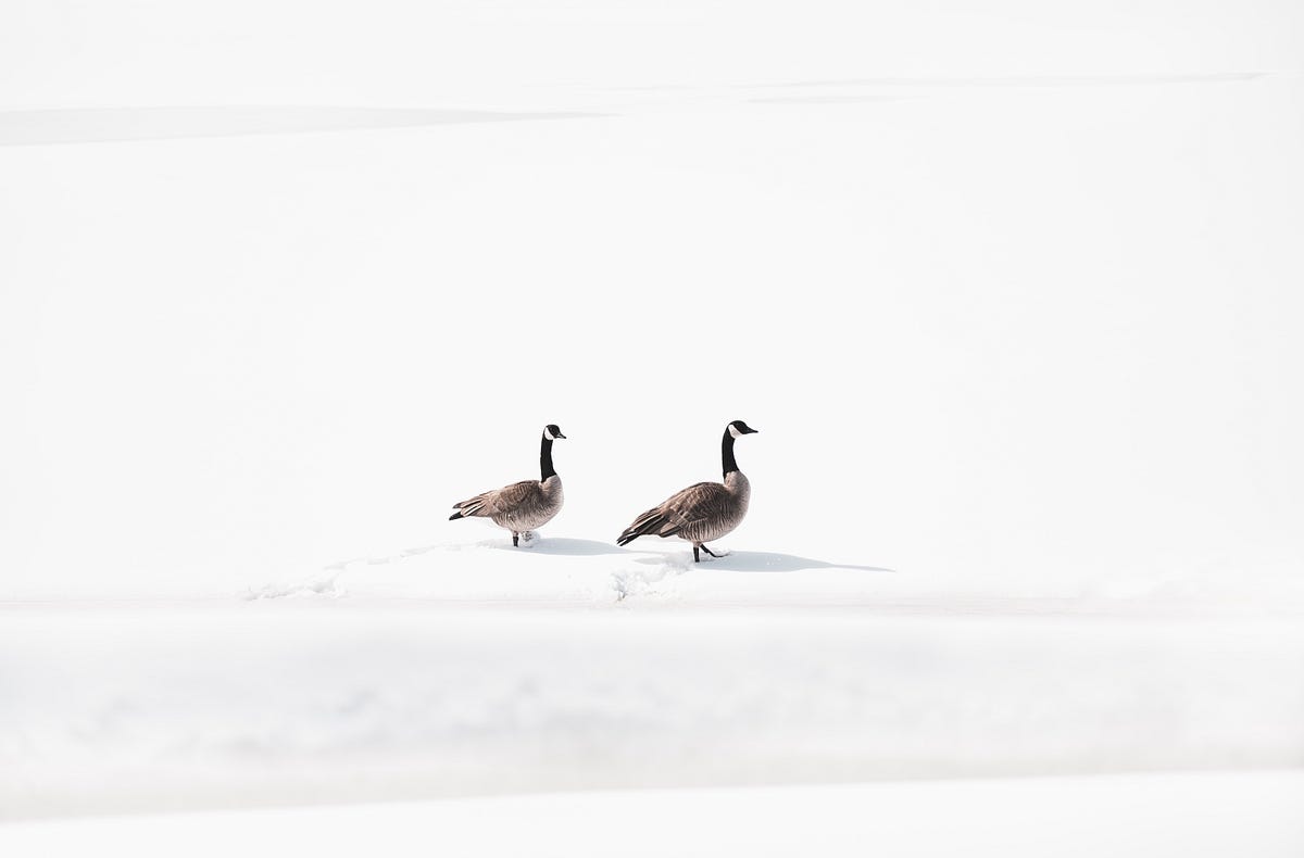 Love Lessons From A Goose. What’s good for the goose may be good… | by ...