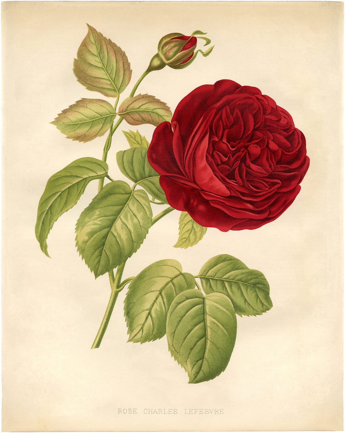 Game Play: Botany - Kathryn Rose, A Lady of Letters - Medium